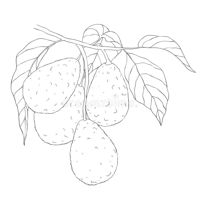 Line Art Avocado Branch. Vector Illustration Stock Illustration ...