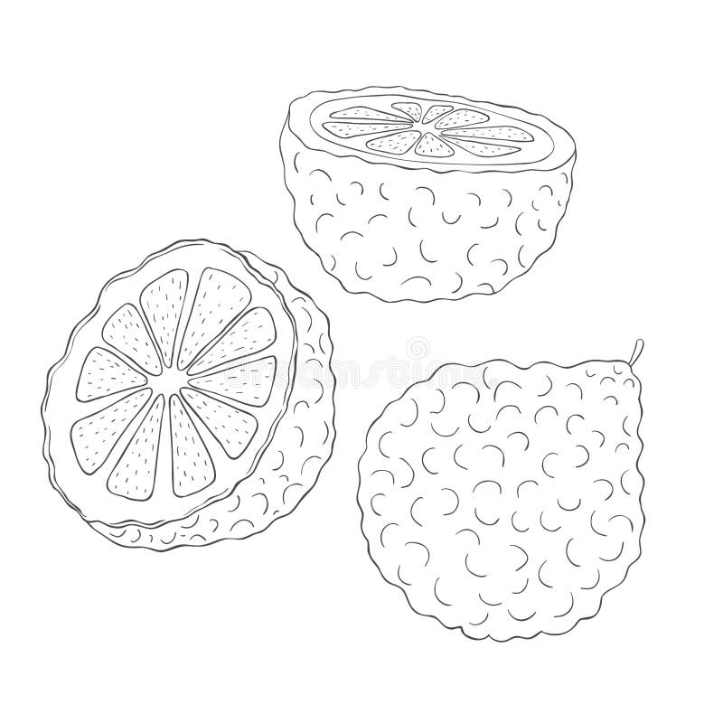 Line Art Bergamot Fruit. Vector Illustration Stock Vector ...