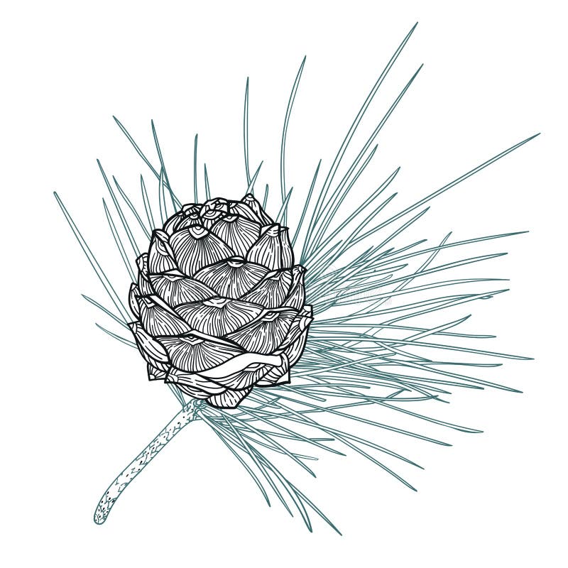 Cedar Branch Line Art Stock Illustrations – 549 Cedar Branch Line Art ...