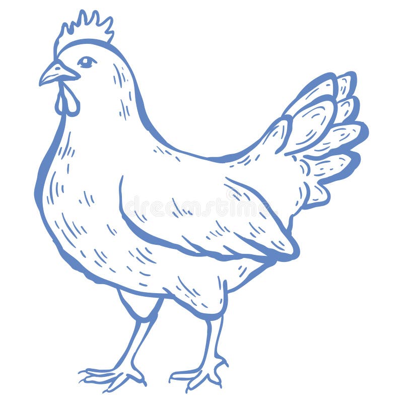 Line Art Chicken. Vector stock vector. Illustration of easter - 366368560