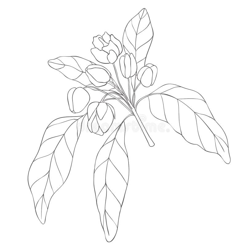 Line Art Chikoo Branch. Vector Illustration Stock Illustration ...