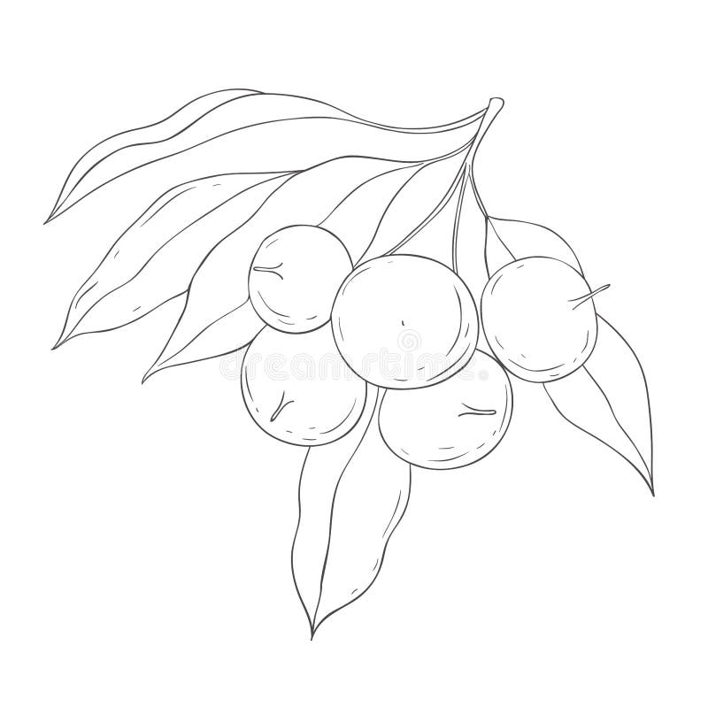 Chikoo Fruit Stock Illustrations – 112 Chikoo Fruit Stock Illustrations ...