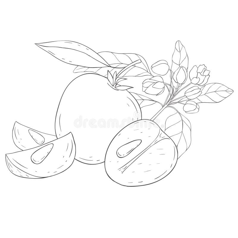 Chikoo Stock Illustrations – 141 Chikoo Stock Illustrations, Vectors ...