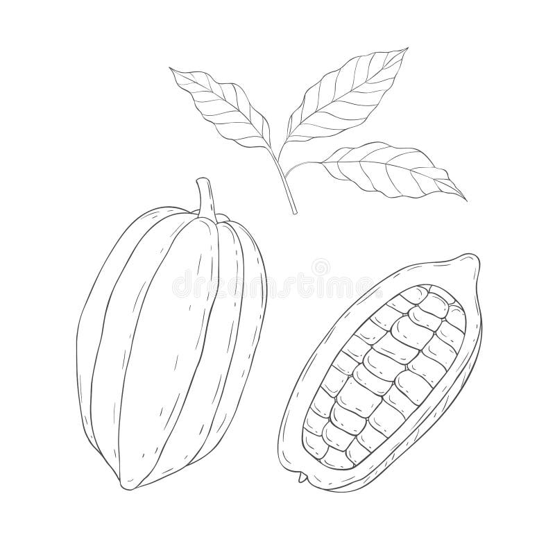 Line Art Cocoa. Vector Illustration Stock Vector - Illustration of ...