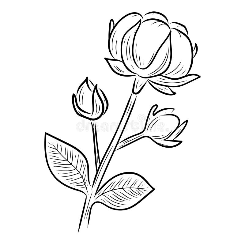 Line Art Cotton Plant in Simple Vector Style, Minimalistic and Elegant ...