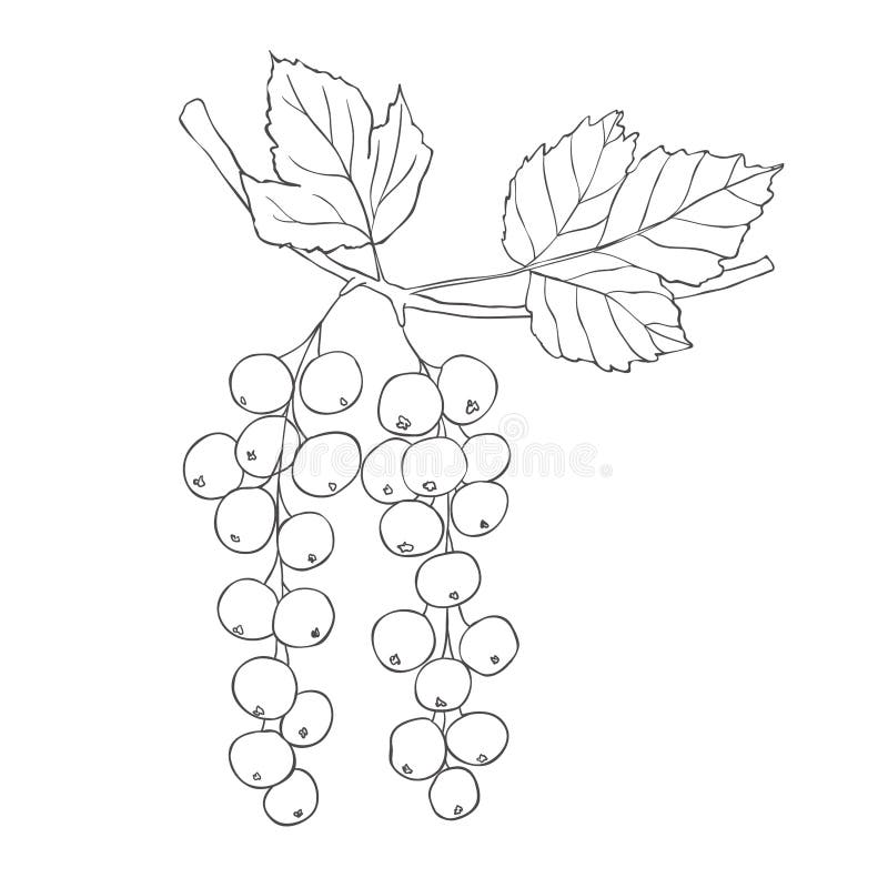 Line Art Currants Branch. Vector Illustration Stock Illustration ...