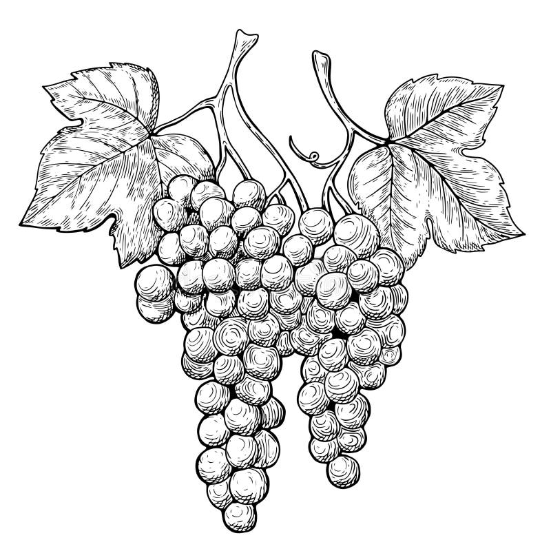 Line Art Drawing of Grape Leaf Vine. Stock Vector - Illustration of ...