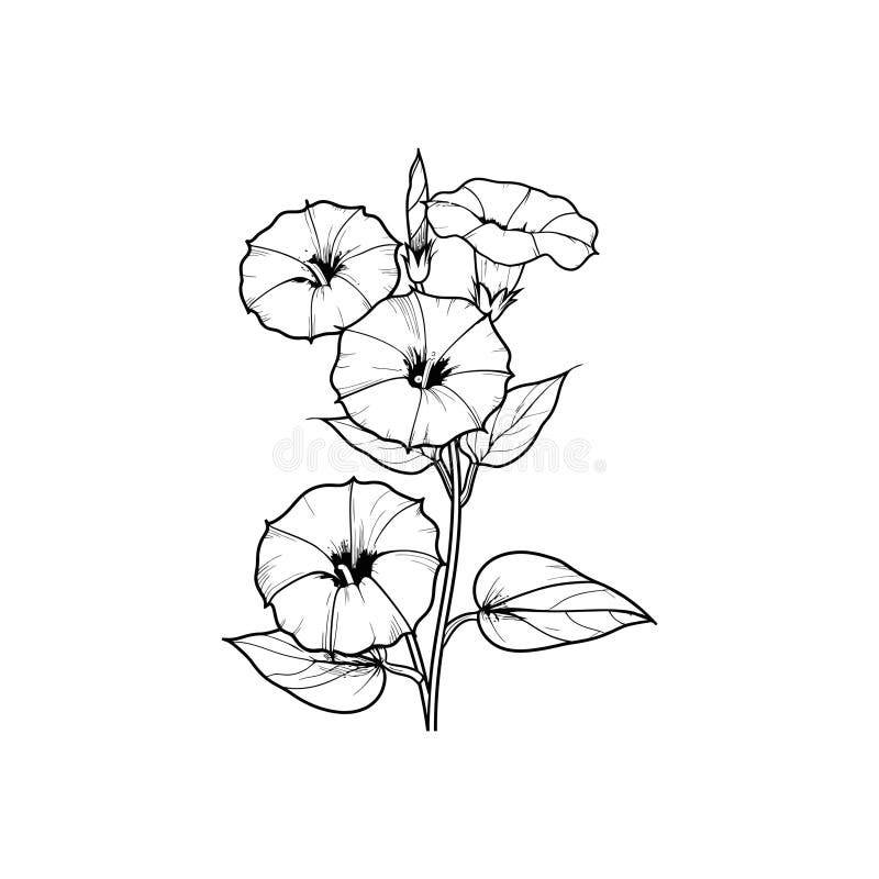 Line Art Drawing of Morning Glory Flower Stem. Vector Illustration ...