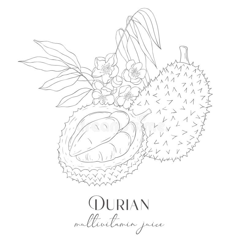 Line Art Durian Label. Elements of Fruits and Flowers Stock Vector ...