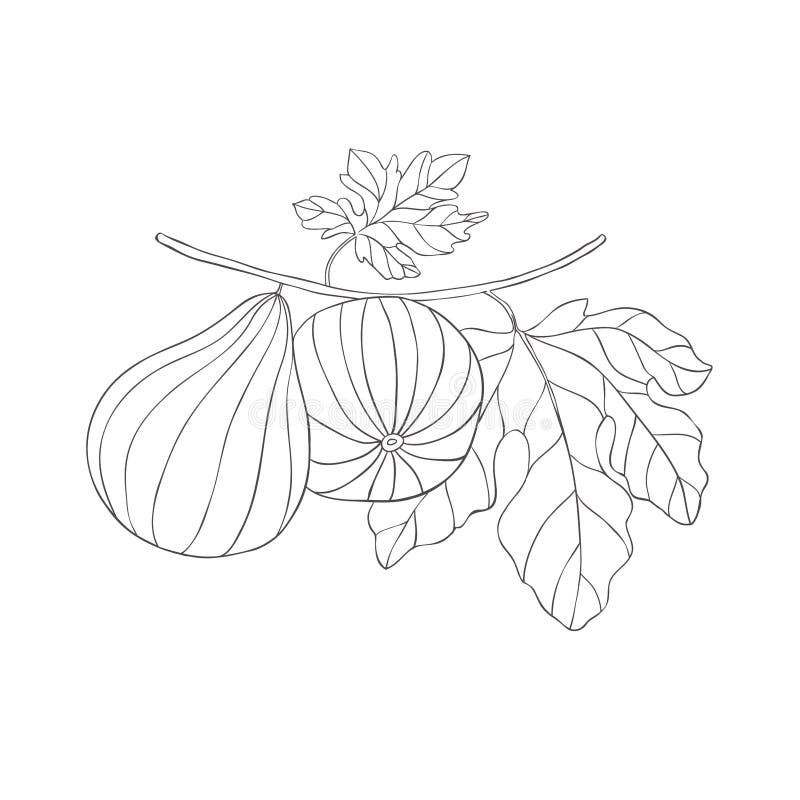 Line Art Fig Branch. Vector Illustration Stock Illustration ...