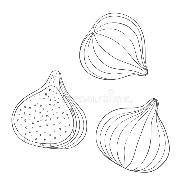 Line Art Fig. Vector Illustration Stock Illustration - Illustration of ...