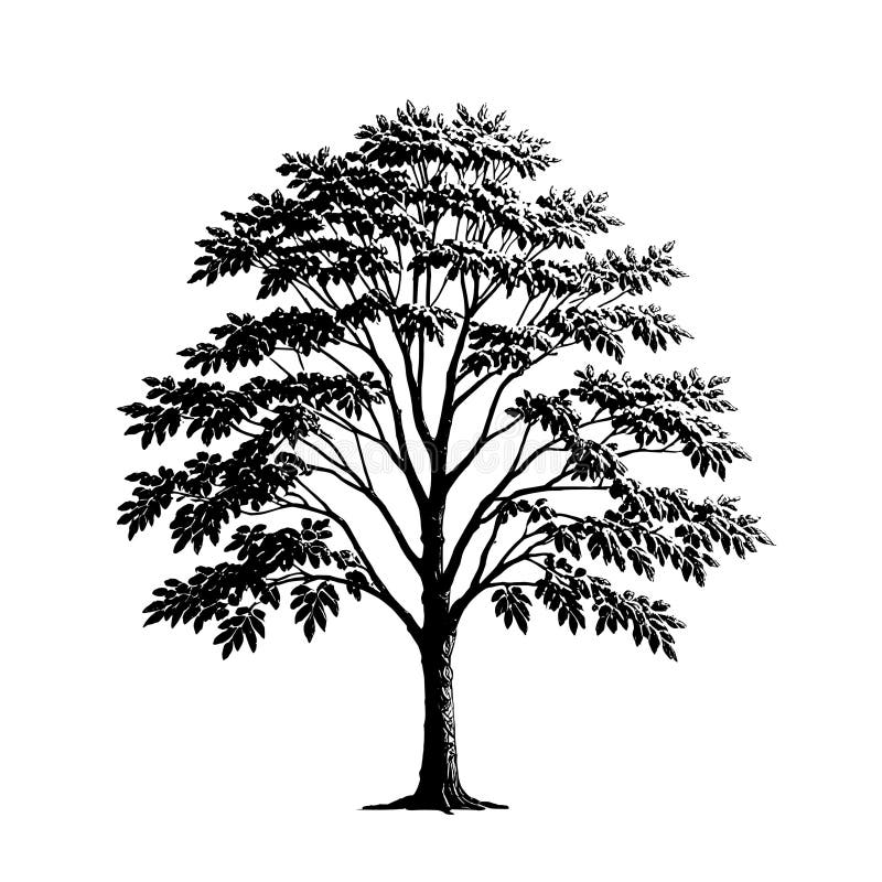 Beech Icon Stock Illustrations – 3,169 Beech Icon Stock Illustrations ...