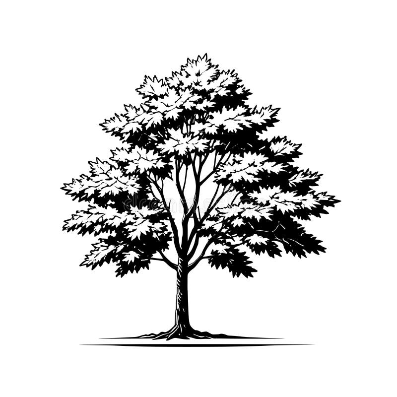 Maple Tree Line Stock Illustrations – 12,980 Maple Tree Line Stock ...