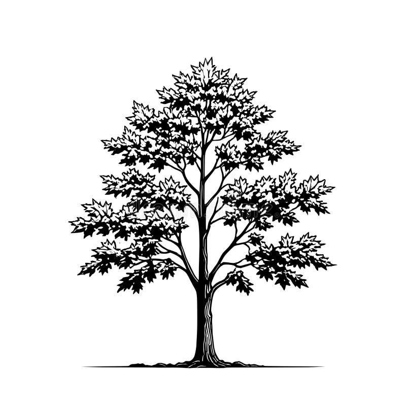 Maple Tree Line Stock Illustrations – 12,980 Maple Tree Line Stock ...