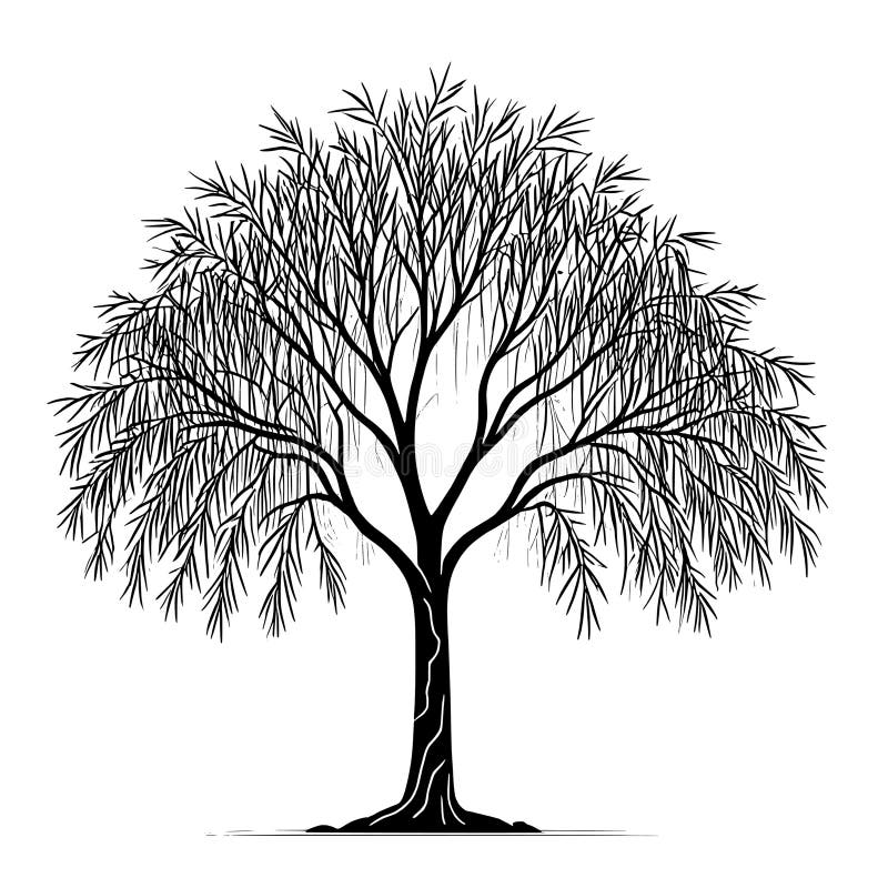 Black Willow Tree Icon Stock Illustrations – 726 Black Willow Tree Icon ...