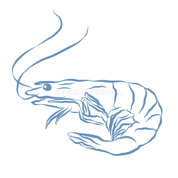 Line Art Illustration of Prawn. Vector Stock Illustration ...