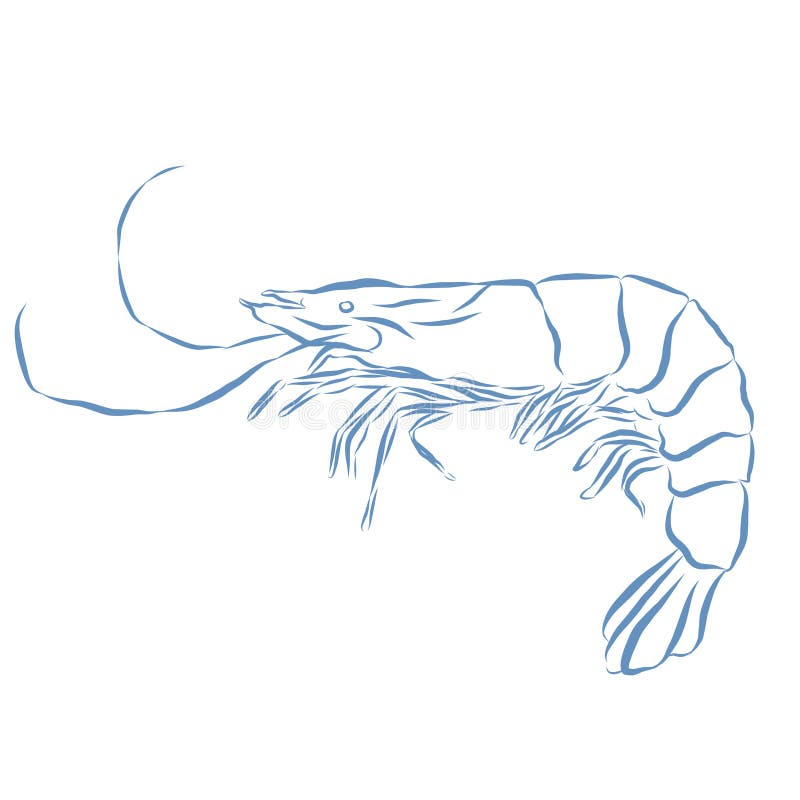 Line Art Illustration of Prawn. Vector Stock Illustration ...