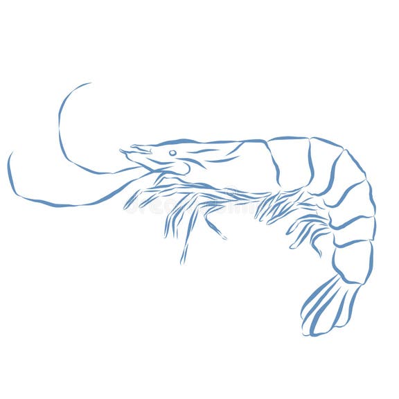 Line Art Illustration of Prawn. Vector Stock Illustration ...