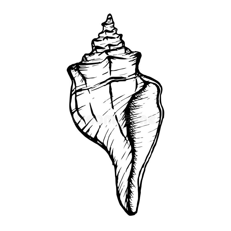 Line Art Illustration of Shell. Vector Seashells in Black and White ...