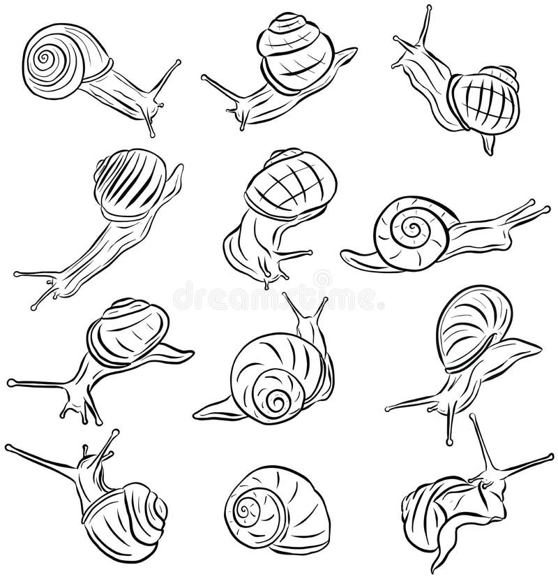 Line Art Illustration Snail Vectors Stock Vector - Illustration of line ...