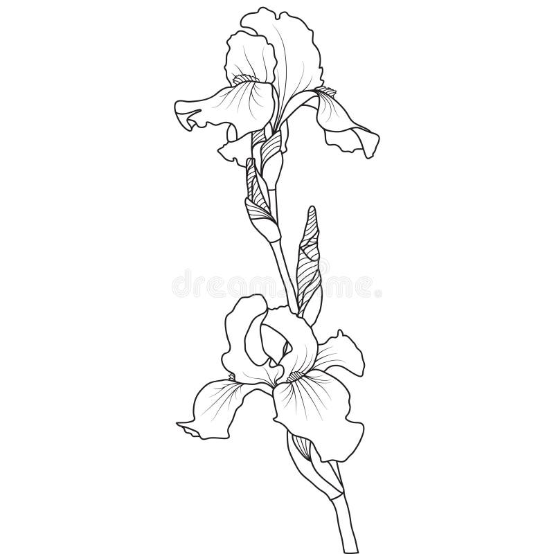 Line Art Iris Flower on White Background, Vector Illustration Stock ...