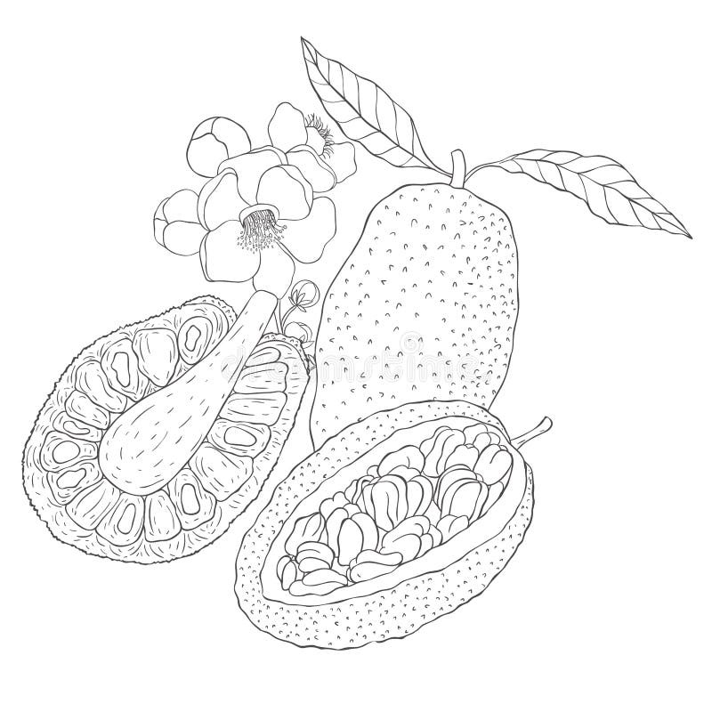 Line Art Jackfruit and Blossom. Vector Illustration Stock Illustration ...