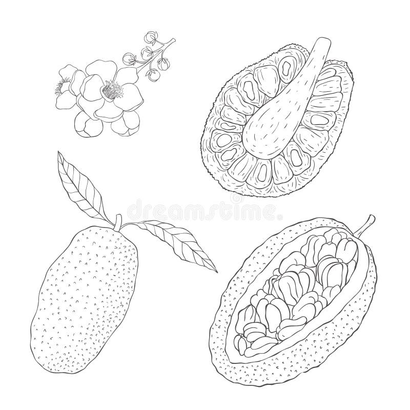 Jackfruit Black And White