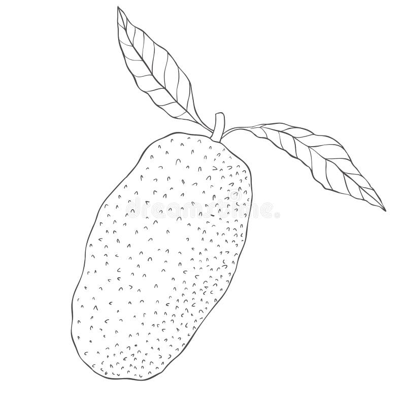 Line Art Jackfruit. Vector Illustration Stock Illustration ...