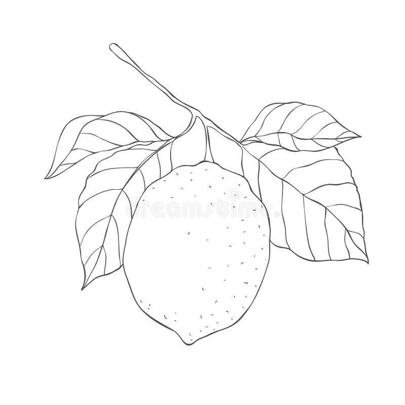 Lemon Branch with Fruits Sketch Vector Stock Vector - Illustration of ...