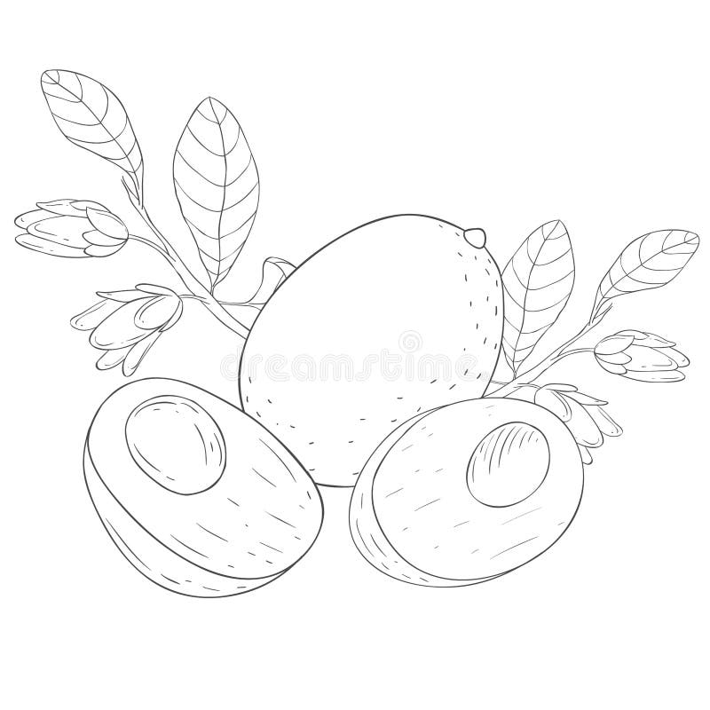 Line Art Lucuma. Elements of Fruits and Flowers Stock Vector ...