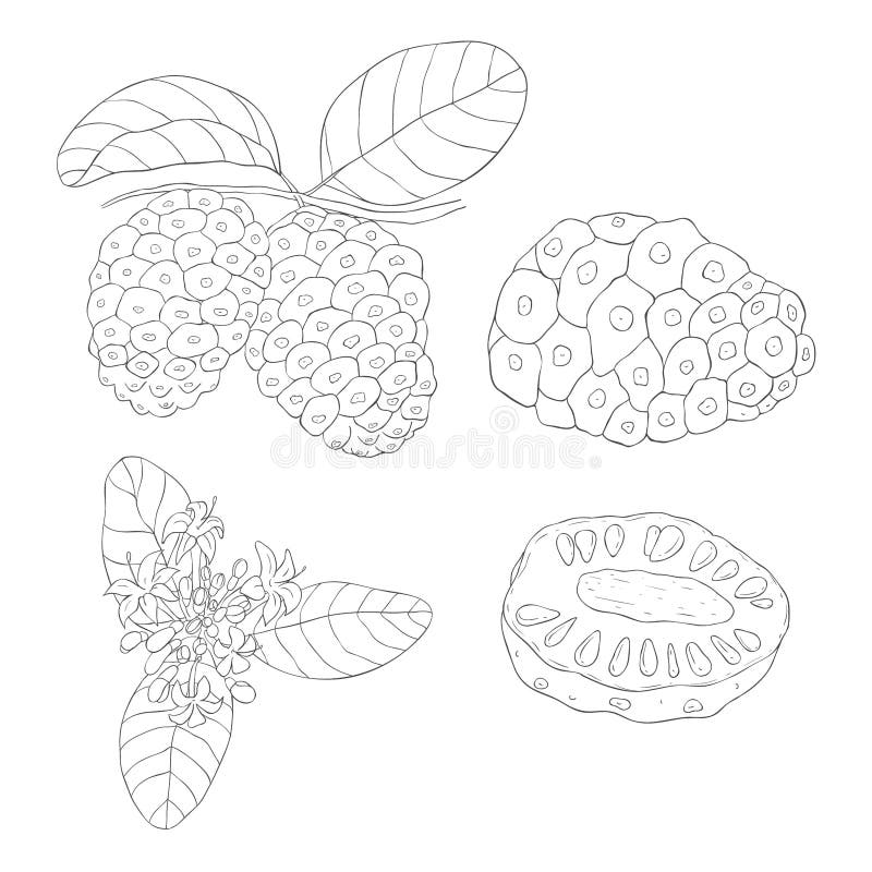 Line Art Noni Fruit Branch and Blossom. Vector Illustration Stock ...
