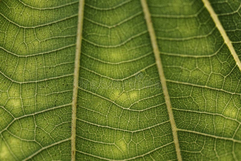 2,700+ Line green leaf Free Stock Photos - StockFreeImages
