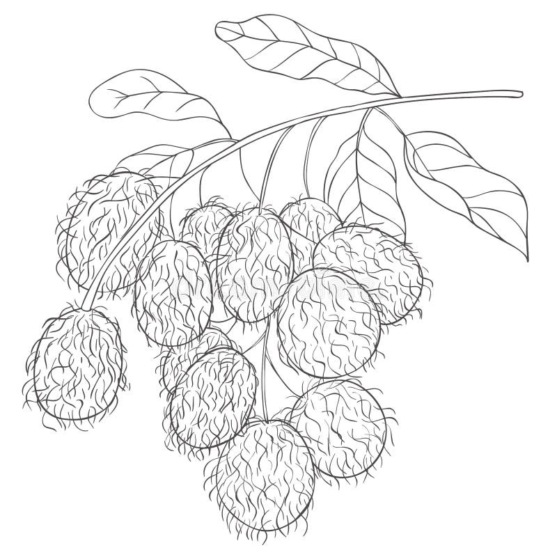 Rambutan Fruit Drawing
