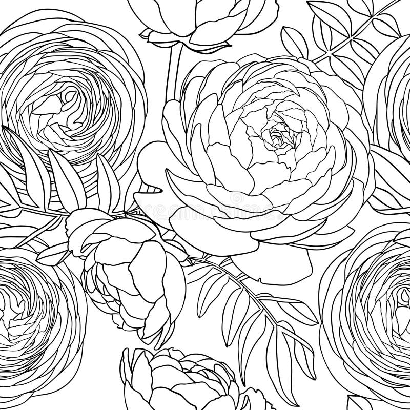 Line Art Ranunculus Background. Abstract and Minimalist Illustrations ...