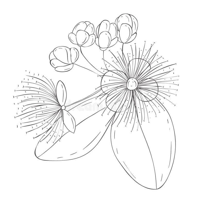 Line Art Rose Apple Blossom Branch. Vector Illustration Stock ...