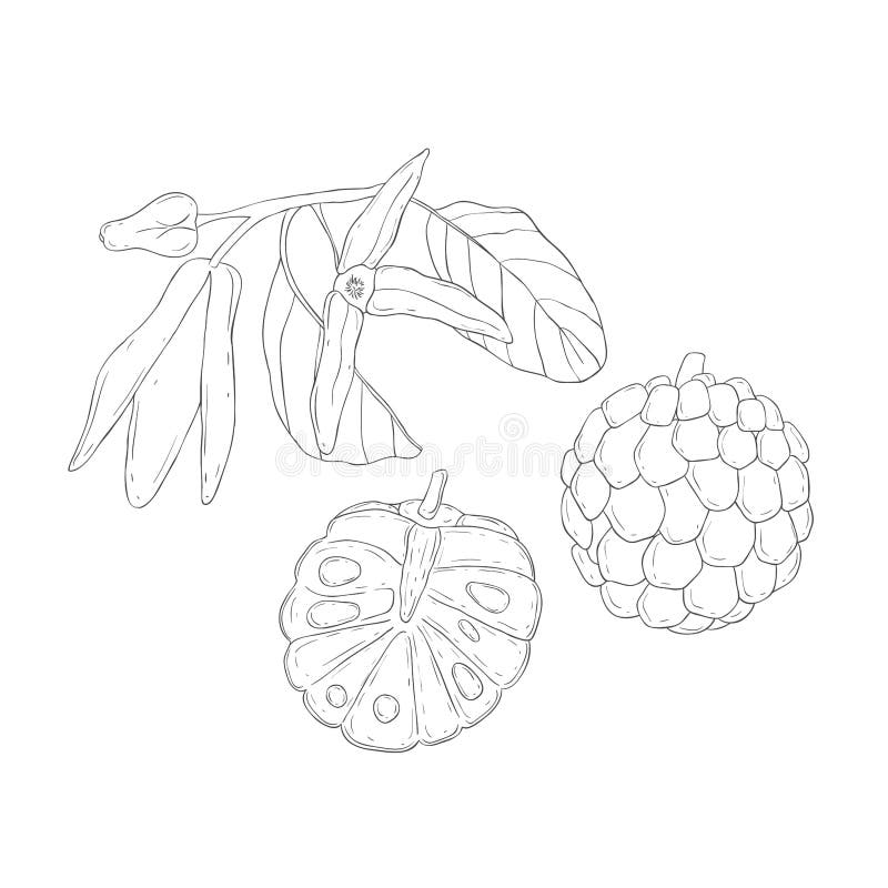 Line Art Sugar Apple. Elements of Fruits and Flowers Stock Illustration ...