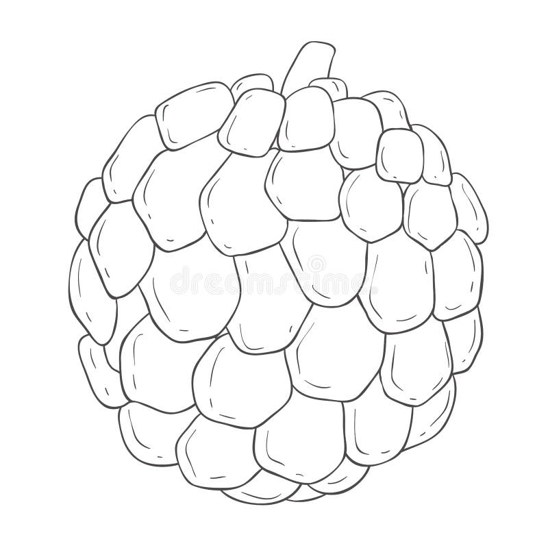 Line Art Sugar Apple. Vector Illustration Stock Vector - Illustration ...