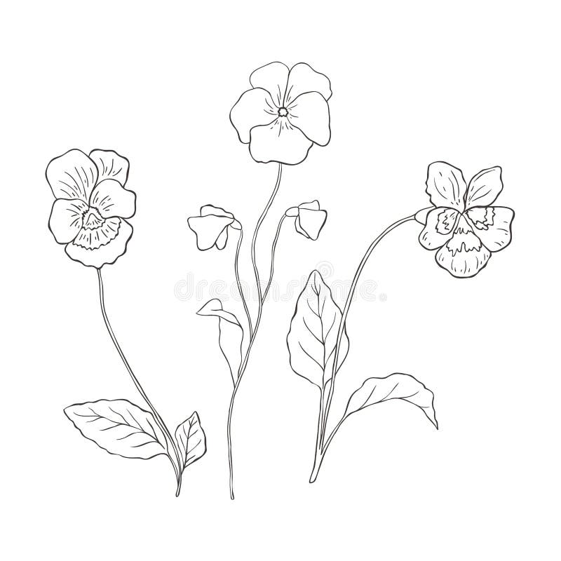 Line Art Violet. Birth Month Flower Stock Illustration - Illustration ...