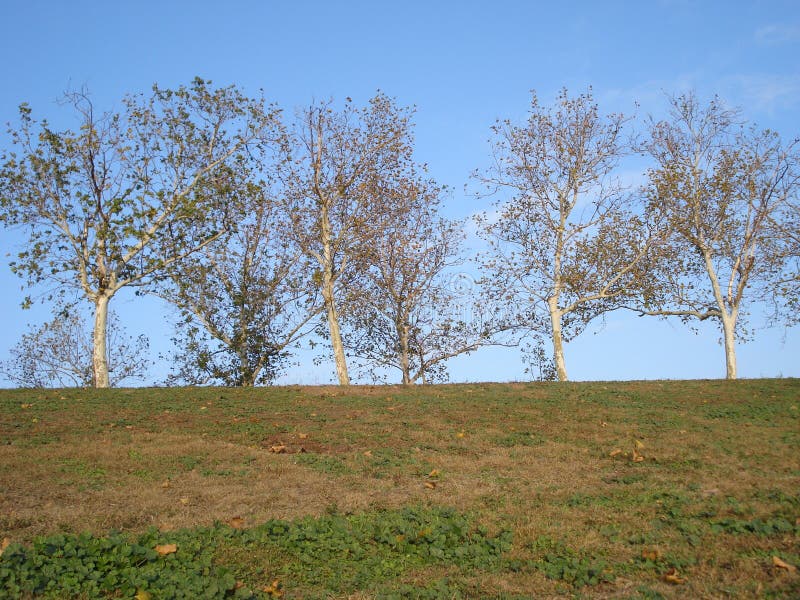 Line of autumn trees stock image. Image of colours, grass - 28130105
