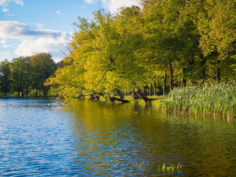 Line of Autumn Trees Near the Pond. Stock Photo - Image of grass ...
