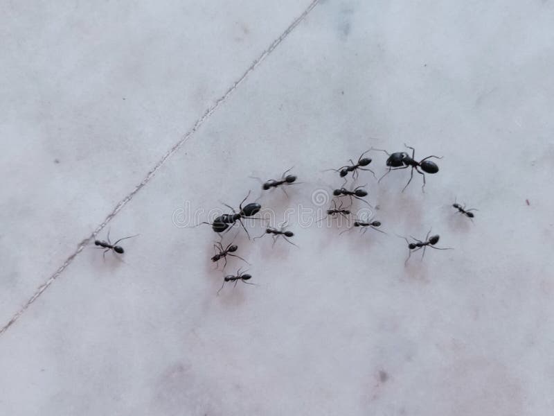 Toy Ants in a Line stock image. Image of long, network - 22939491