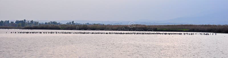 Line of Birds, Ahula, Israel Stock Image - Image of flying, feathers ...