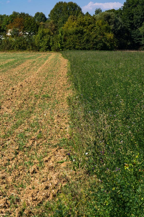 Line Border Field Dead Difference Brown Green Landscape Stock Image ...