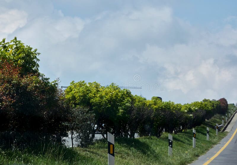 Line of Bushes in a Highway Stock Photo - Image of formed, middle ...