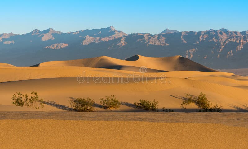 Bush Row on Dunes stock image. Image of california, flat - 106381693
