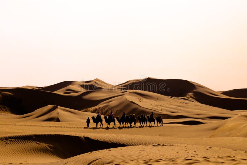 Camels Line Walk Pyramids All Vertical Stock Photo - Image of cairo ...