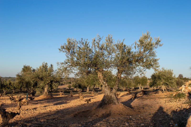 Line of Centuries-old Olive Trees in Spanish Mediterranean Olive Grove ...