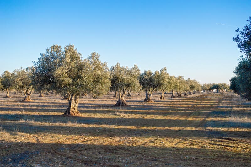 Line of Centuries-old Olive Trees in Spanish Mediterranean Olive Grove ...