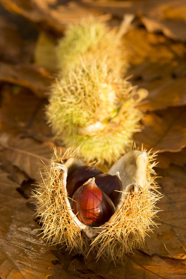Chestnut shell on leaves stock image. Image of seasonal - 61476429