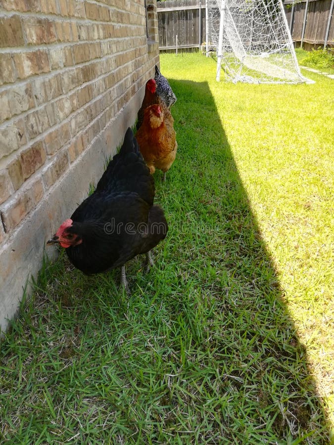 Line of chickens stock image. Image of chick, chickens - 170872323